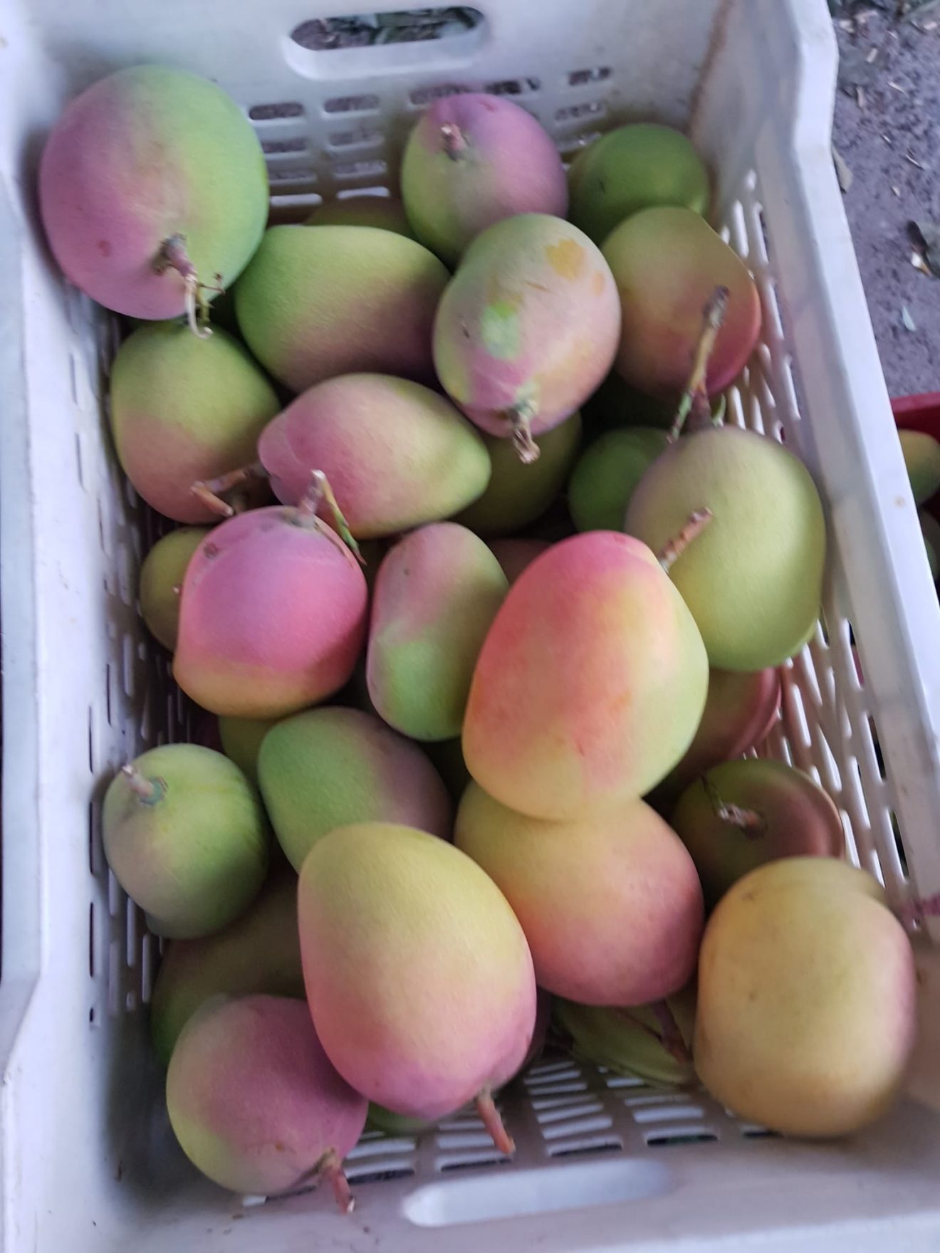 N°116 MANGUES et autres produits de Domenico fin sept 2022 ...